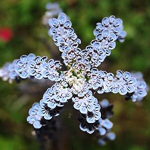 5 Mother of Millions Kalanchoe Plants, Planting Ornaments Perennial Garden Simple to Grow Pots Gifts, 2 Inches in Tall