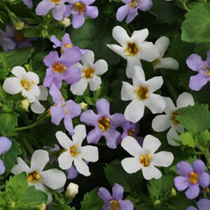 outsidepride bacopa utopia fuseables garden flower & ground cover plant seed – 20 seeds