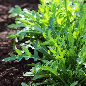 "Roquette Arugula" Seeds for Planting, 1000+ Heirloom Seeds Per Packet, Non GMO Seeds, (Isla's Garden Seeds), Botanical Name: Eruca vesicaria, Great Home Garden Gift