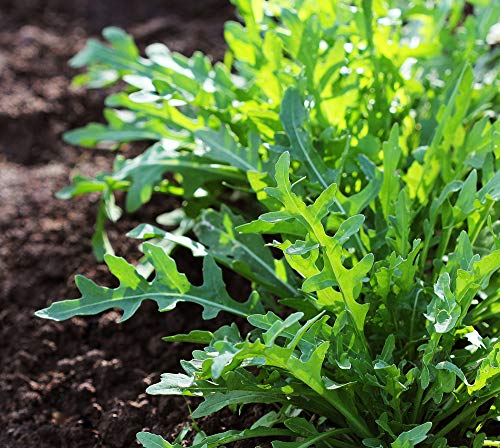 "Roquette Arugula" Seeds for Planting, 1000+ Heirloom Seeds Per Packet, Non GMO Seeds, (Isla's Garden Seeds), Botanical Name: Eruca vesicaria, Great Home Garden Gift