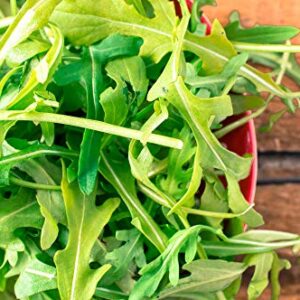 "Roquette Arugula" Seeds for Planting, 1000+ Heirloom Seeds Per Packet, Non GMO Seeds, (Isla's Garden Seeds), Botanical Name: Eruca vesicaria, Great Home Garden Gift