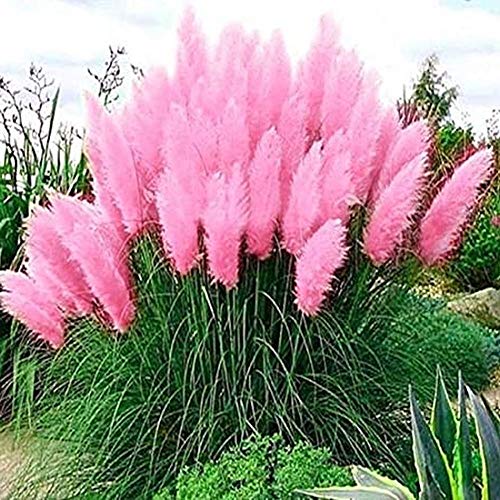 Daisy Garden 100 Pcs Pink Pampas Grass Seeds Perennial Flowering Ornamental Grasses Flower