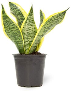 live snake plant, sansevieria trifasciata superba, fully rooted indoor house plant in pot, mother in law tongue sansevieria plant, potted succulent plant, houseplant in potting soil by plants for pets