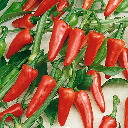 Rio Grande Hot Hot Pepper Seeds - 300 Mg Packet ~50 Seeds - Non-GMO, Heirloom - Vegetable Garden - Capsicum annuum