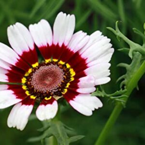 Painted Daisy Seeds for Planting Outdoors, 2.5 Grams of Flower Seeds, Chrysanthemum Carinatum, Tricolor Daisy