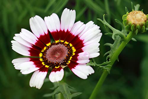 Painted Daisy Seeds for Planting Outdoors, 2.5 Grams of Flower Seeds, Chrysanthemum Carinatum, Tricolor Daisy