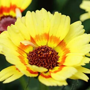 Painted Daisy Seeds for Planting Outdoors, 2.5 Grams of Flower Seeds, Chrysanthemum Carinatum, Tricolor Daisy