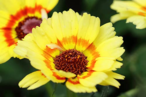 Painted Daisy Seeds for Planting Outdoors, 2.5 Grams of Flower Seeds, Chrysanthemum Carinatum, Tricolor Daisy