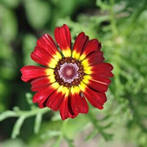 Painted Daisy Seeds for Planting Outdoors, 2.5 Grams of Flower Seeds, Chrysanthemum Carinatum, Tricolor Daisy