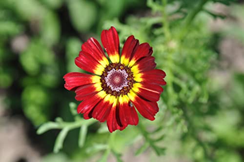 Painted Daisy Seeds for Planting Outdoors, 2.5 Grams of Flower Seeds, Chrysanthemum Carinatum, Tricolor Daisy