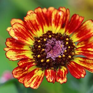 Painted Daisy Seeds for Planting Outdoors, 2.5 Grams of Flower Seeds, Chrysanthemum Carinatum, Tricolor Daisy