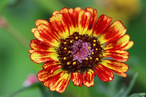 Painted Daisy Seeds for Planting Outdoors, 2.5 Grams of Flower Seeds, Chrysanthemum Carinatum, Tricolor Daisy