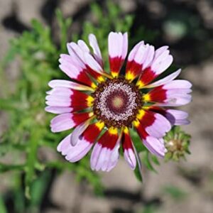 Painted Daisy Seeds for Planting Outdoors, 2.5 Grams of Flower Seeds, Chrysanthemum Carinatum, Tricolor Daisy