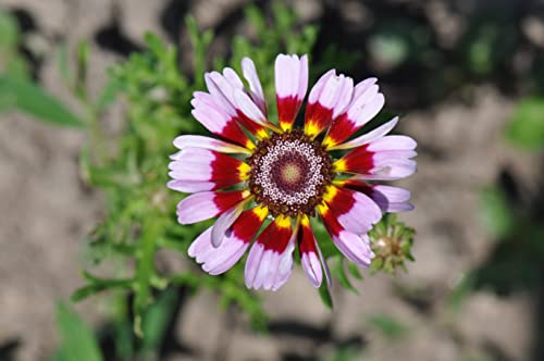 Painted Daisy Seeds for Planting Outdoors, 2.5 Grams of Flower Seeds, Chrysanthemum Carinatum, Tricolor Daisy