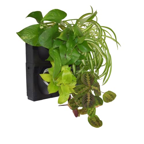 Living Walls Direct Wall Planter | Bustani 2x2 Vertical Garden | 4 Pot Living Wall Planter - Easy to Create Indoor Living Wall for Home/Office | Great Decor for Patios & Entryways | Made of Plastic