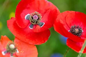 red american legion poppy seeds, 3000 heirloom flower seeds per packet, (isla’s garden seeds), non gmo seeds, scientific name: papaver rhoeas