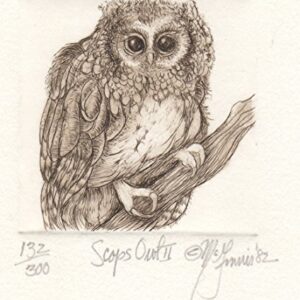 Scops Owl II