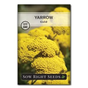 sow right seeds – achillea yarrow gold flower seeds for planting – beautiful flowers to plant in your home garden – non-gmo heirloom seeds – a favorite perennial to attract pollinators – great gift