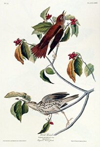 wood-thrush. from”the birds of america” (amsterdam edition)