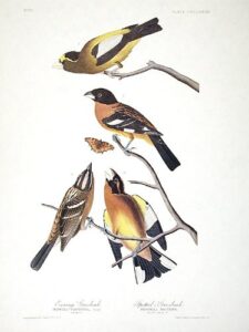 evening grosbeak, spotted grosbeak. from”the birds of america” (amsterdam edition)