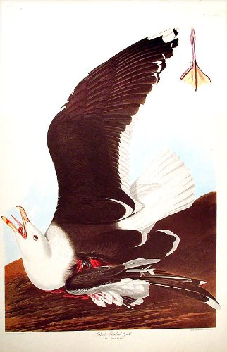 Black-Backed Gull. From"The Birds of America" (Amsterdam Edition)