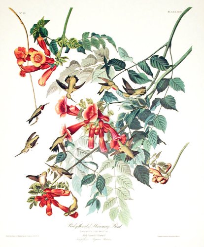 Ruby-throated Humming Bird. From"The Birds of America" (Amsterdam Edition)