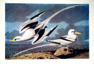 tropic bird. from”the birds of america” (amsterdam edition)