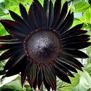 qauzuy garden 25 rare black sunflower seeds true black decorative sunflower seeds for planting home garden yard farm office decor attracting bees butterflies