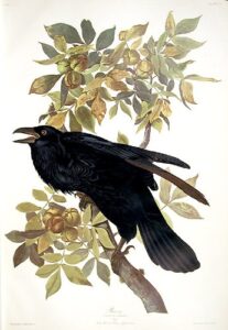 raven. from”the birds of america” (amsterdam edition)