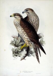 lanner falcon, falco lanarius (linn)