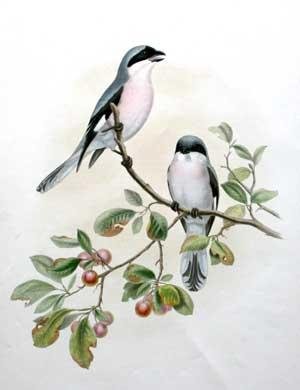 LANIUS MINOR [Lesser Grey Shrike]