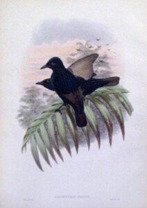 lamprocorax grandis (brown-winged starling)