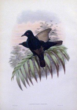 Lamprocorax Grandis (Brown-winged Starling)