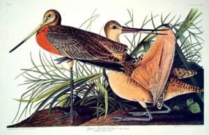 great marbled godwit. from”the birds of america” (amsterdam edition)