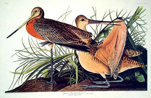 Great Marbled Godwit. From"The Birds of America" (Amsterdam Edition)