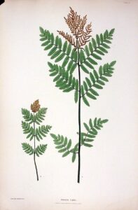 osmunda regalis [buckthorn brake]