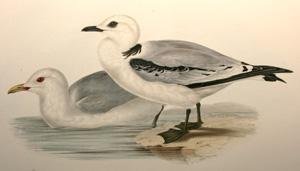 kittiwake gull. larus rifsa