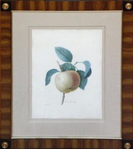 calville blanc (apple)