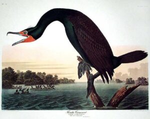 florida cormorant. from”the birds of america” (amsterdam edition)