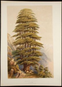 cedrus deodara, at nachar from a drawing by the late lady canning (himalyan cedar)