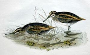 Jack Snipe - Scolopax Gallinula; (Linn)