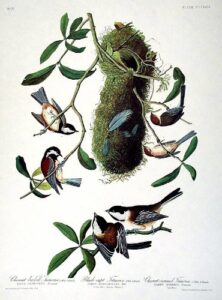 chestnut-backed titmouse, black-capt titmouse, chestnut-crowned titmouse. from”the birds of america” (amsterdam edition)