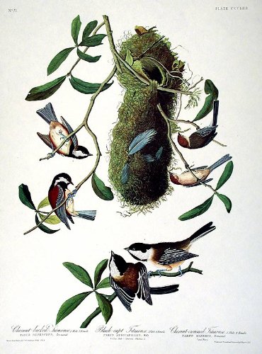 Chestnut-backed Titmouse, Black-capt Titmouse, Chestnut-crowned Titmouse. From"The Birds of America" (Amsterdam Edition)