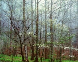 dogwoods, forest and mist, tennessee