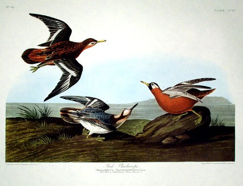 Red Phalarope. From"The Birds of America" (Amsterdam Edition)