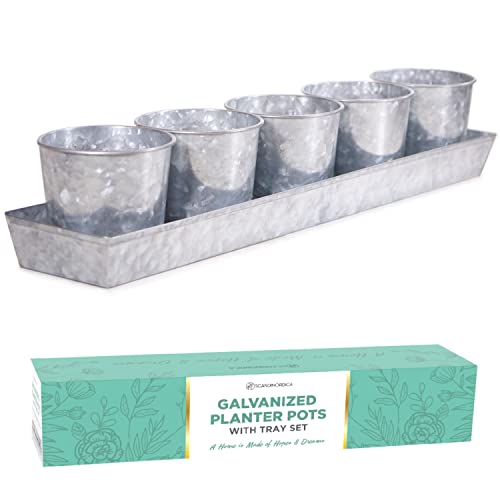 SCANDINORDICA Galvanized Herb Planter – 5 Herb Pots with Drainage Holes and Tray, Windowsill Planter, Indoor Herb Garden Planter Outdoor, Herb Pots for Indoor Plants | Windowsill Herb Garden