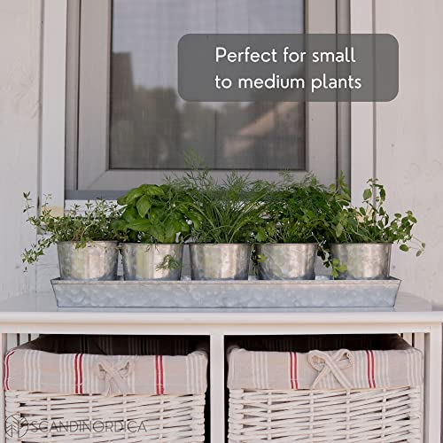 SCANDINORDICA Galvanized Herb Planter – 5 Herb Pots with Drainage Holes and Tray, Windowsill Planter, Indoor Herb Garden Planter Outdoor, Herb Pots for Indoor Plants | Windowsill Herb Garden