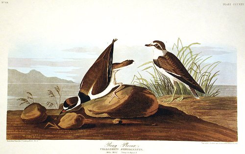 Ring Plover. From"The Birds of America" (Amsterdam Edition)