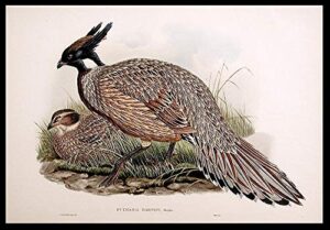 [darwin’s pucras pheasant] pucrasia darwini.