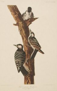 red-cockaded woodpecker. from”the birds of america” (amsterdam edition)